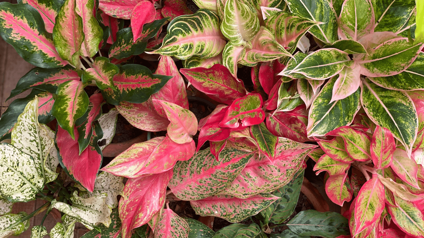 Aglaonema Care Guide | Popular Chinese Evergreen Varieties & Tips ...