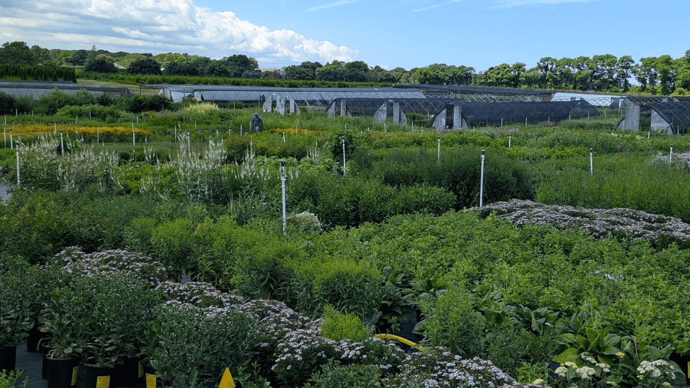 Urban Gardening Plants from Glover Perennials – Chelsea Garden Center