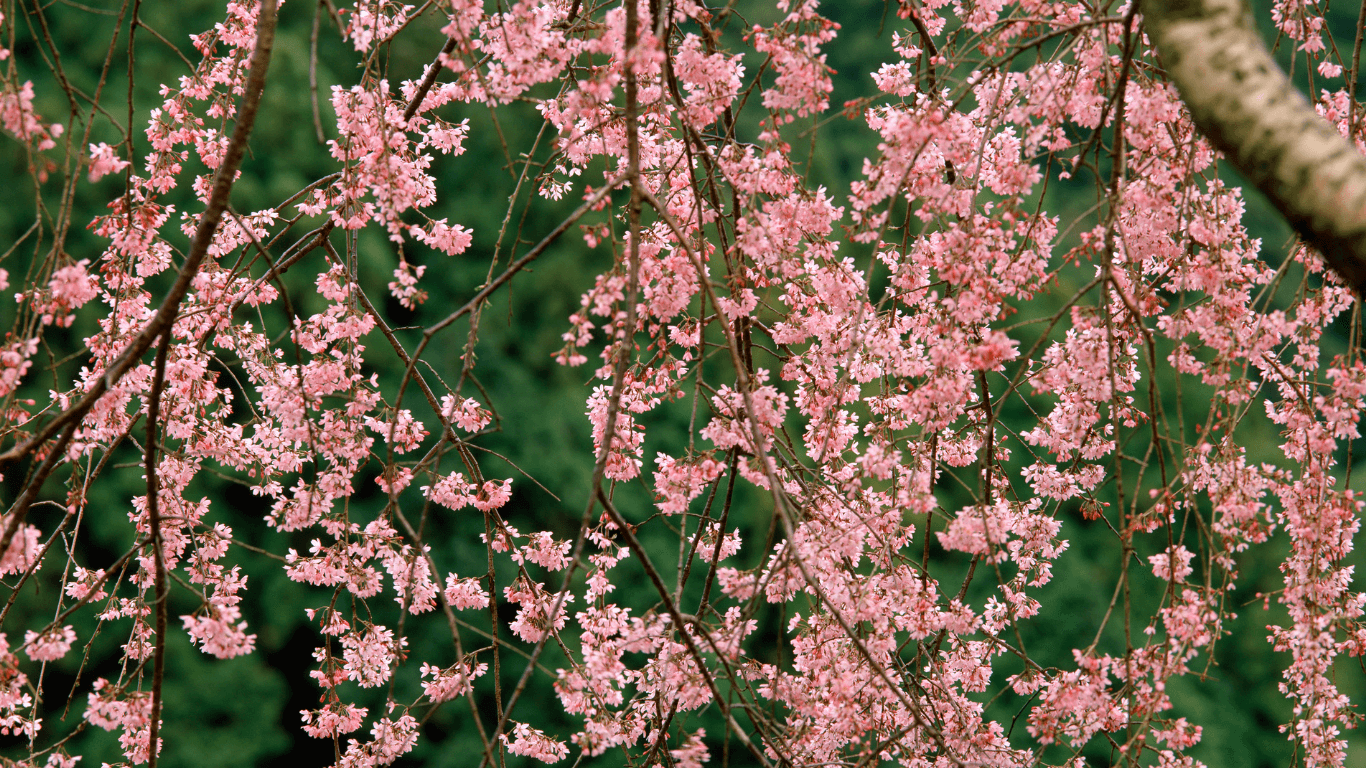 Deciduous – Chelsea Garden Center