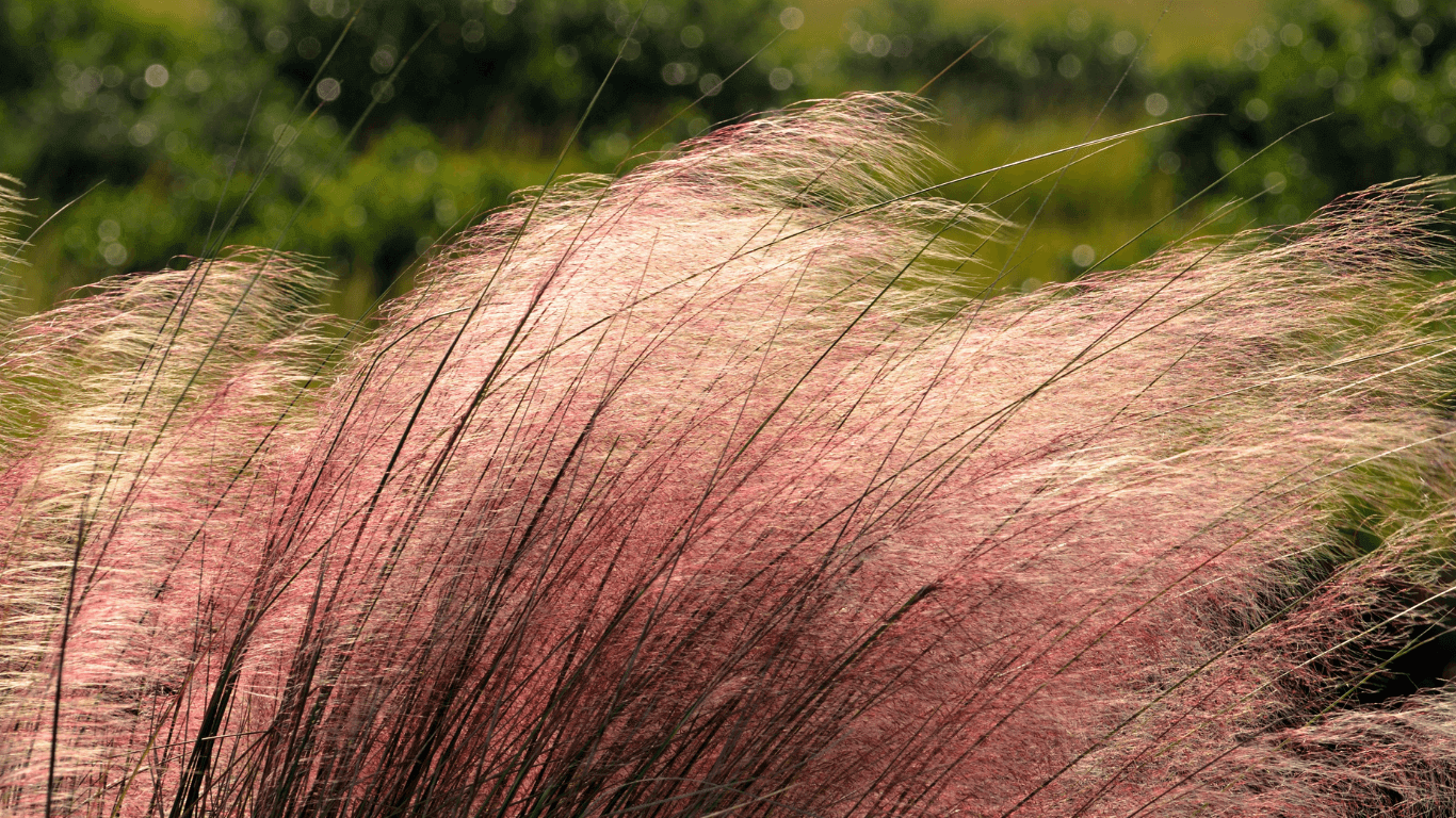 Grasses & Sedges – Chelsea Garden Center