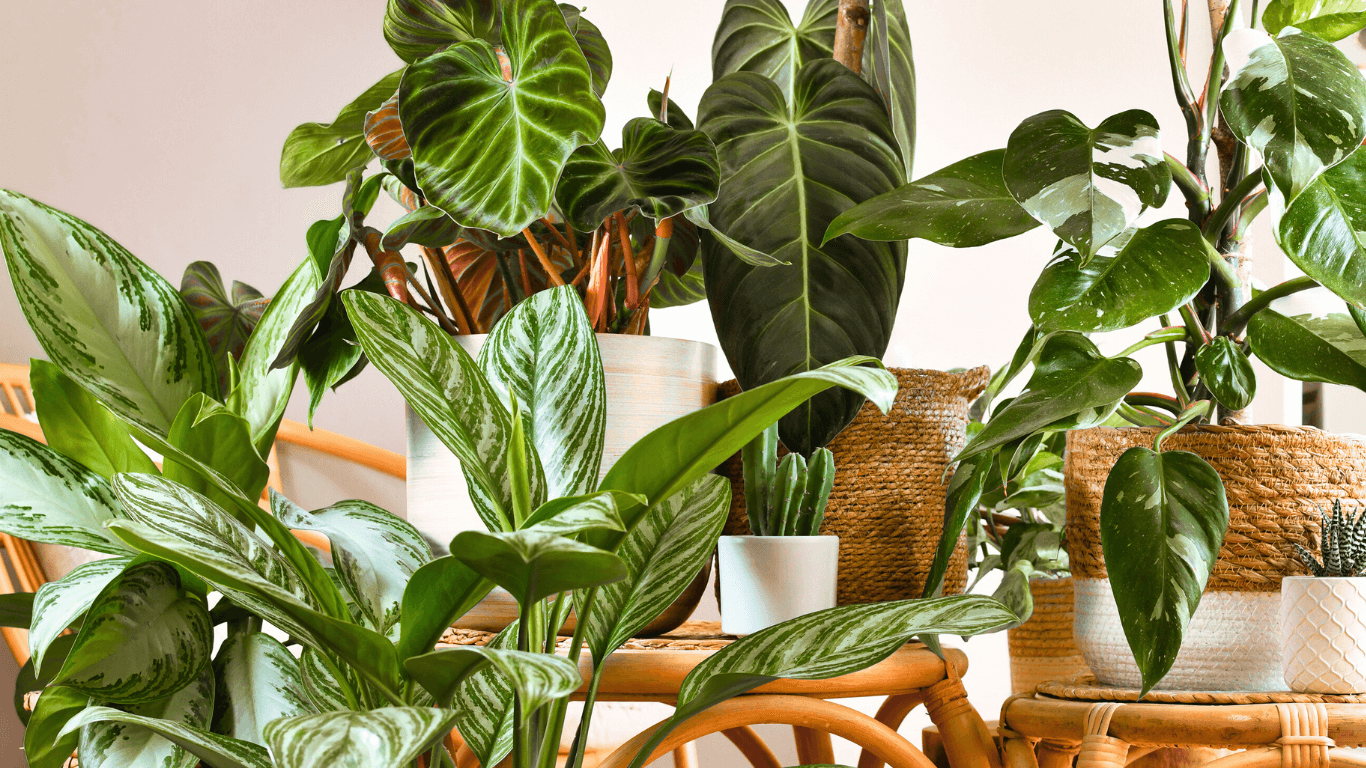 Trending Indoor Plants – Chelsea Garden Center