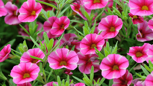 Chelsea Garden Center | Red Hook & Williamsburg