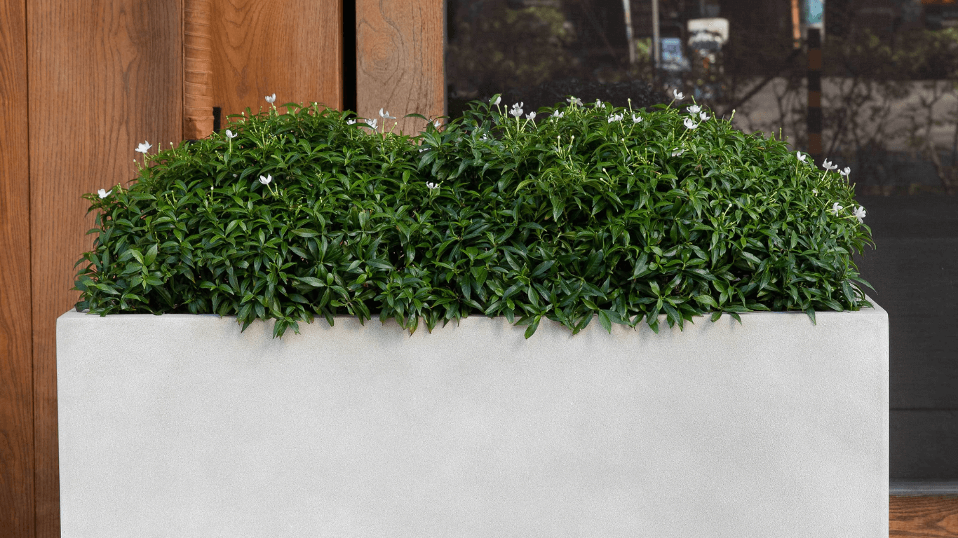 Planters – Chelsea Garden Center