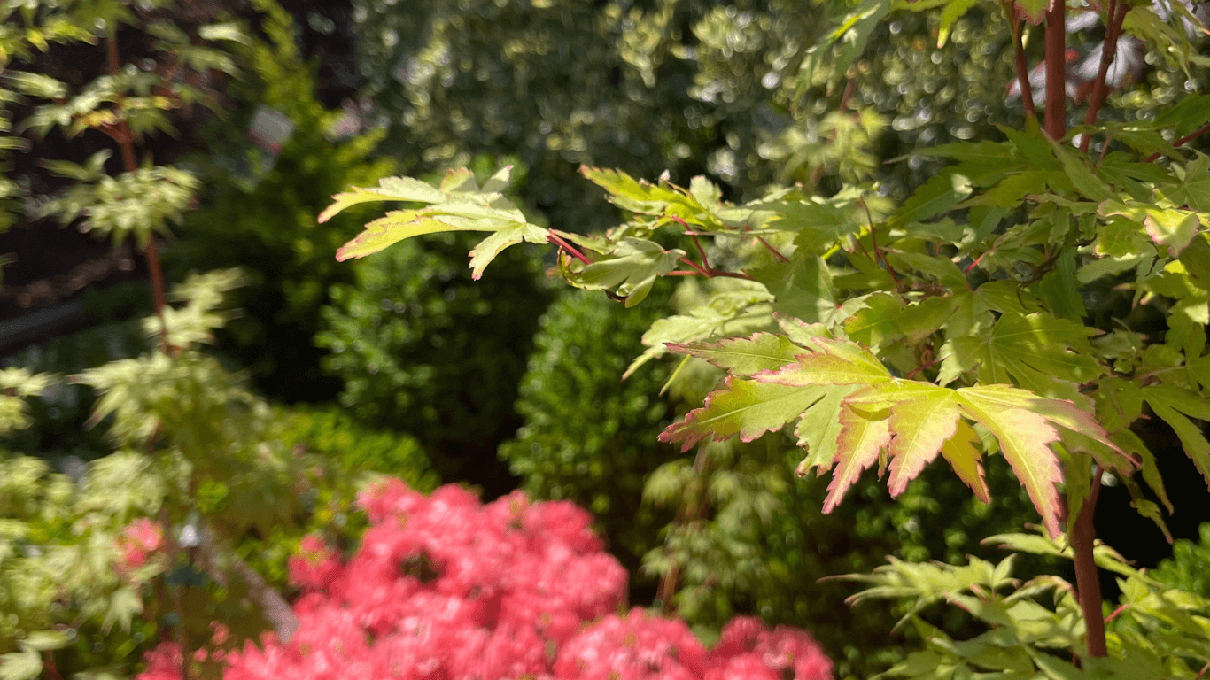 Trees & Shrubs – Chelsea Garden Center