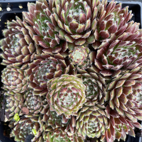 Chelsea Garden Center | Red Hook & Williamsburg