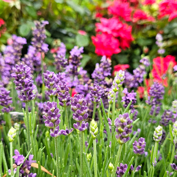 Chelsea Garden Center | Red Hook & Williamsburg