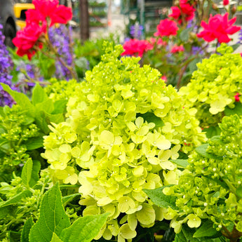 Chelsea Garden Center | Red Hook & Williamsburg