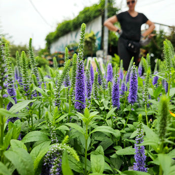 Chelsea Garden Center | Red Hook & Williamsburg