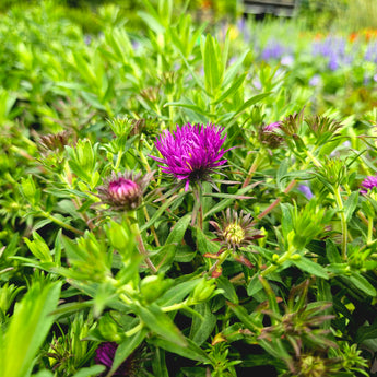 Chelsea Garden Center | Red Hook & Williamsburg