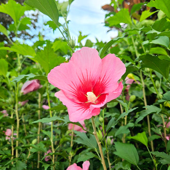 Chelsea Garden Center | Red Hook & Williamsburg