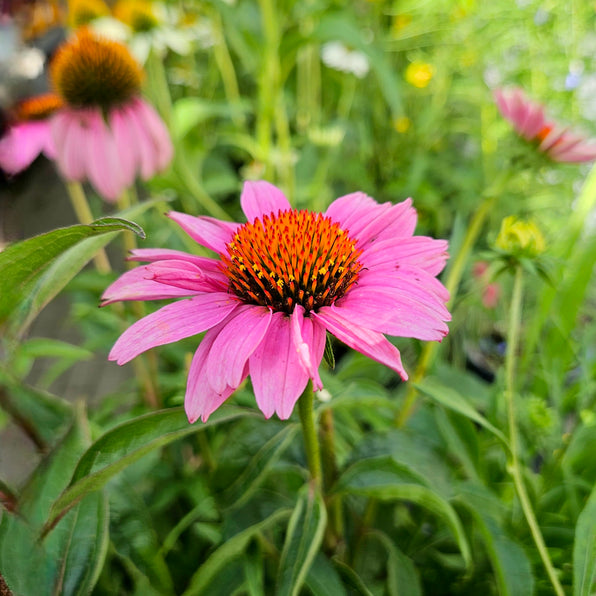 Chelsea Garden Center | Red Hook & Williamsburg