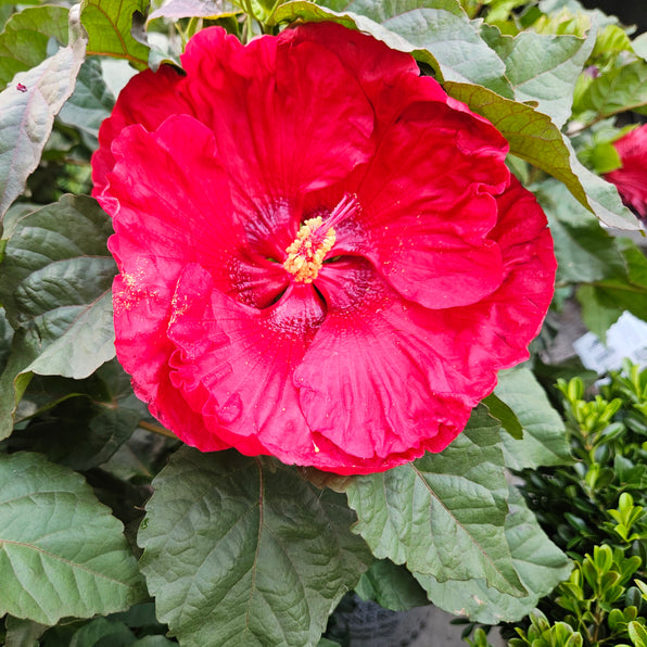 Chelsea Garden Center | Red Hook & Williamsburg