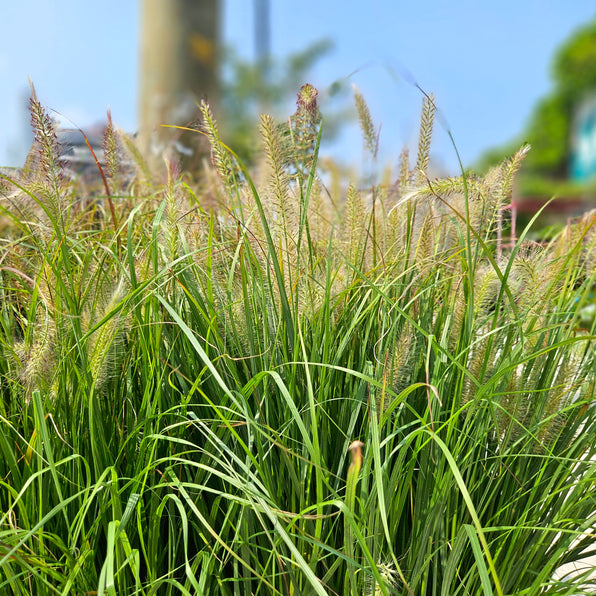 Chelsea Garden Center | Red Hook & Williamsburg