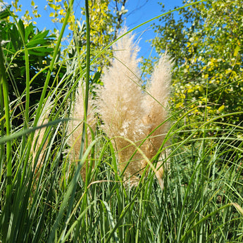 Chelsea Garden Center | Red Hook & Williamsburg
