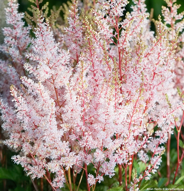 Chelsea Garden Center | Red Hook & Williamsburg
