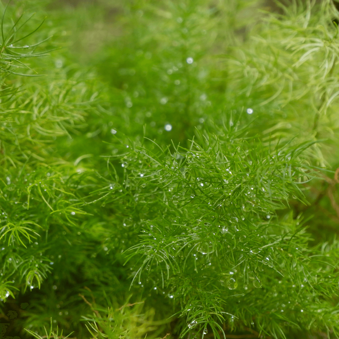 Asparagus Sprengeri Fern GO – Chelsea Garden Center