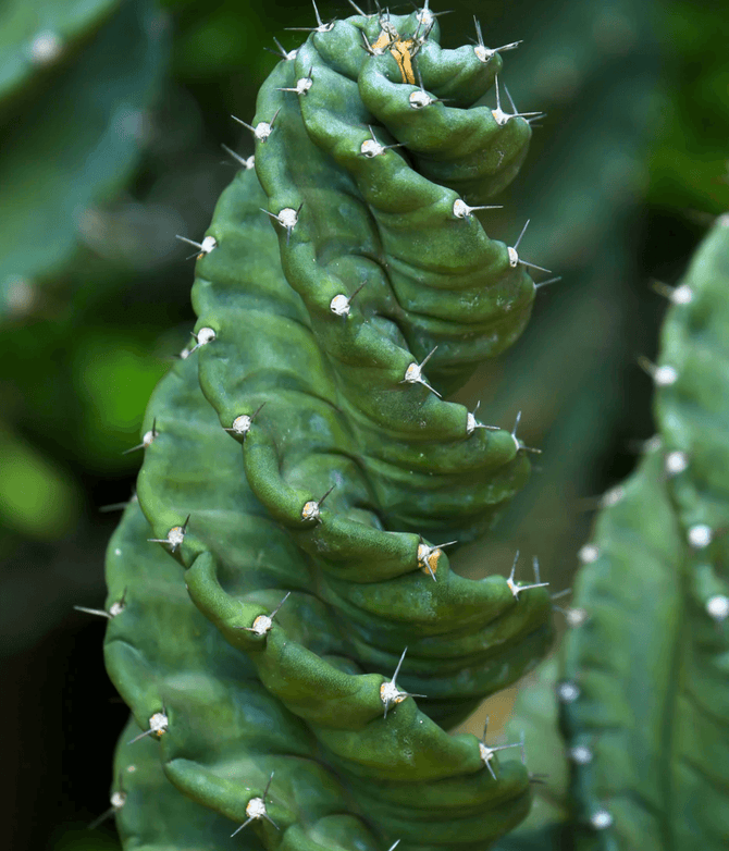 Trees & Shrubs – Page – Chelsea Garden Center