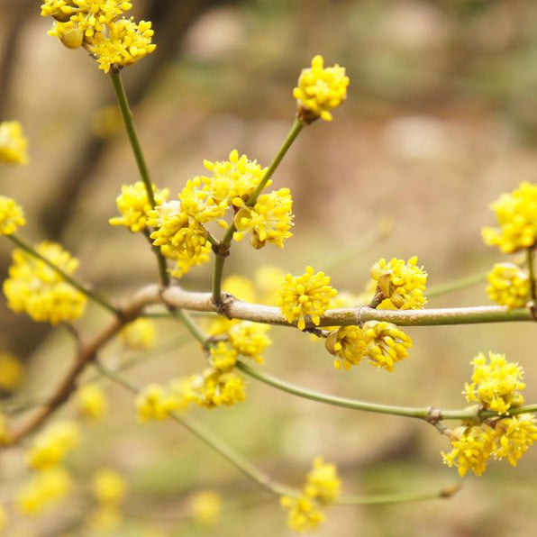 Chelsea Garden Center | Red Hook & Williamsburg