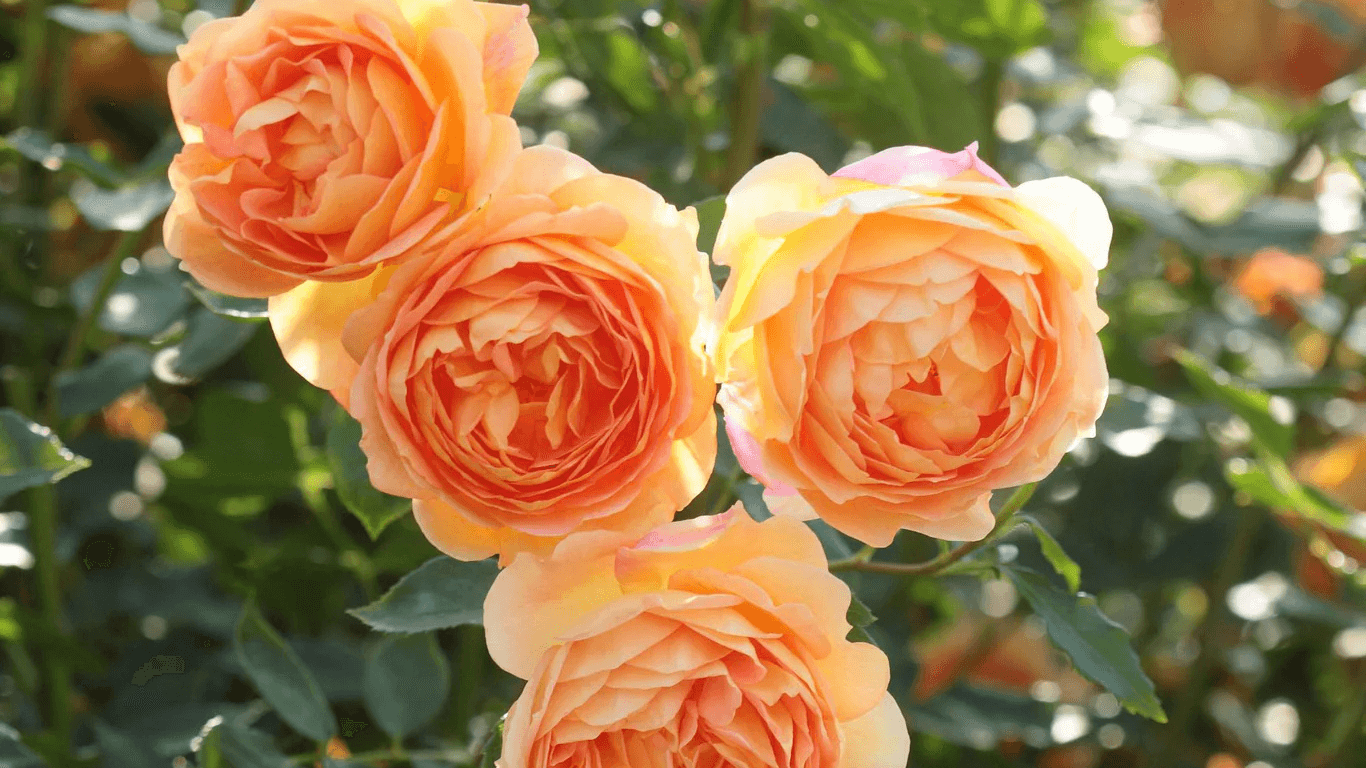 Chelsea Garden Center | Red Hook & Williamsburg