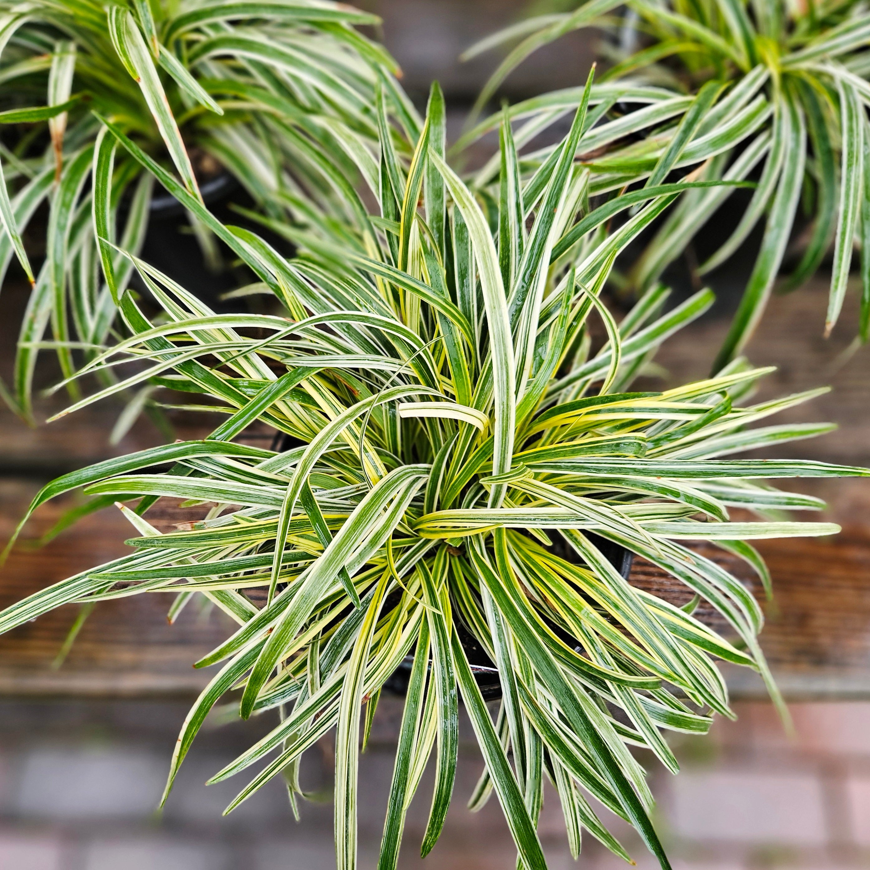 Liriope 'Variegated' (Lily Turf Grass) – Chelsea Garden Center