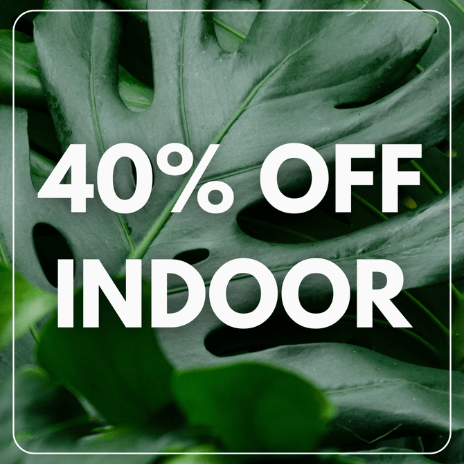 Rattlesnake Plant | Calathea Lancifolia EMMS – Chelsea Garden Center