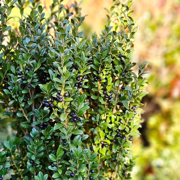 Chelsea Garden Center | Red Hook & Williamsburg