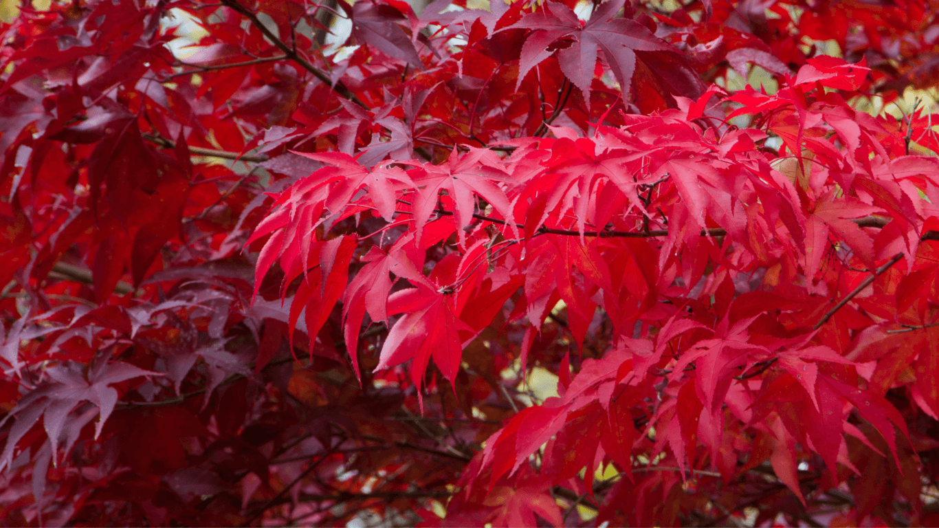 Chelsea Garden Center | Red Hook & Williamsburg