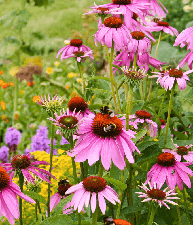 Trees & Shrubs – Page – Chelsea Garden Center