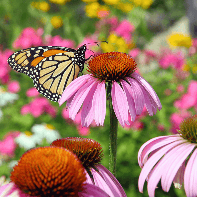 Urban Gardening Plants from Glover Perennials – Chelsea Garden Center