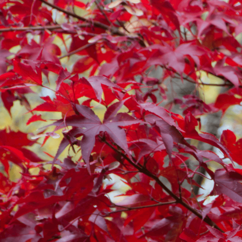 Chelsea Garden Center | Red Hook & Williamsburg