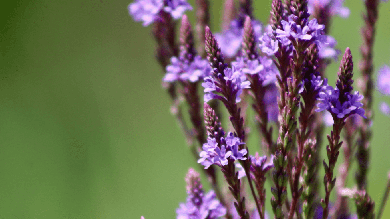 Chelsea Garden Center | Red Hook & Williamsburg