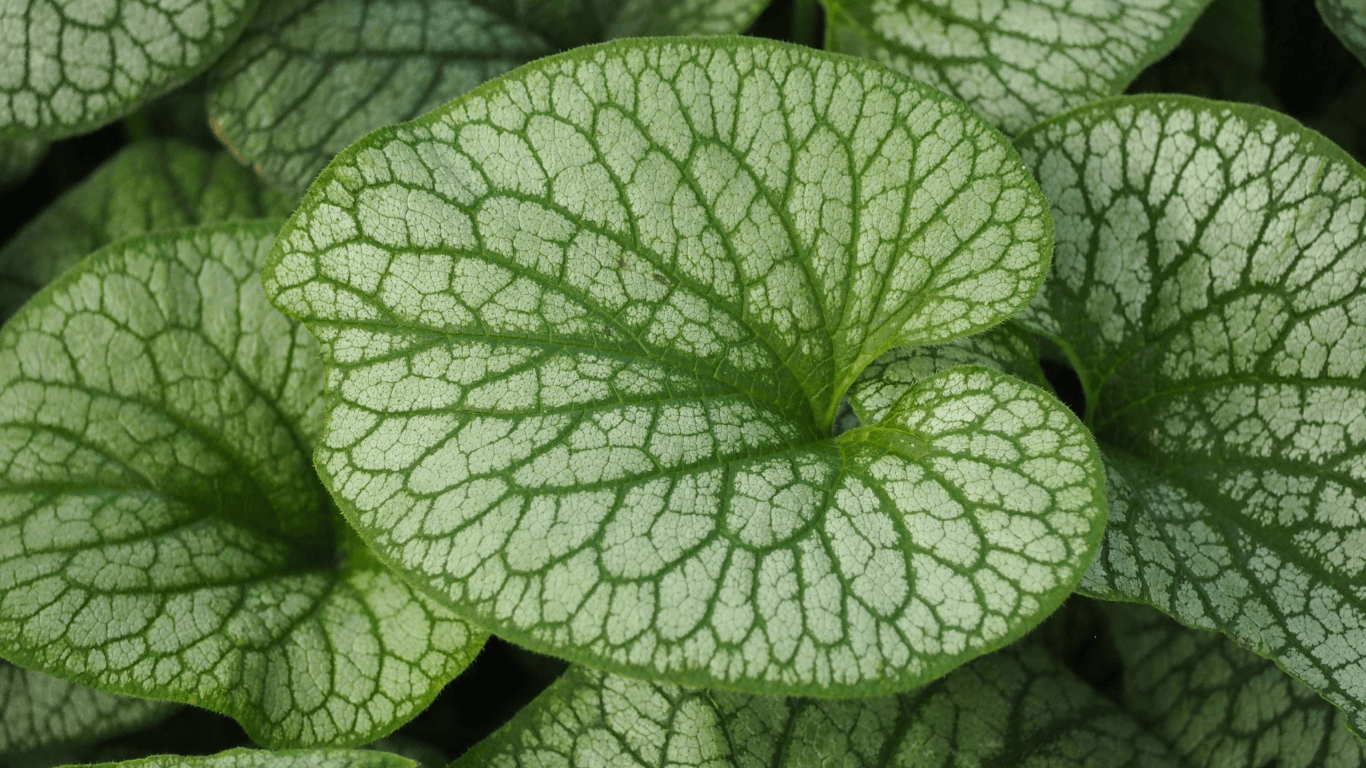 Chelsea Garden Center | Red Hook & Williamsburg