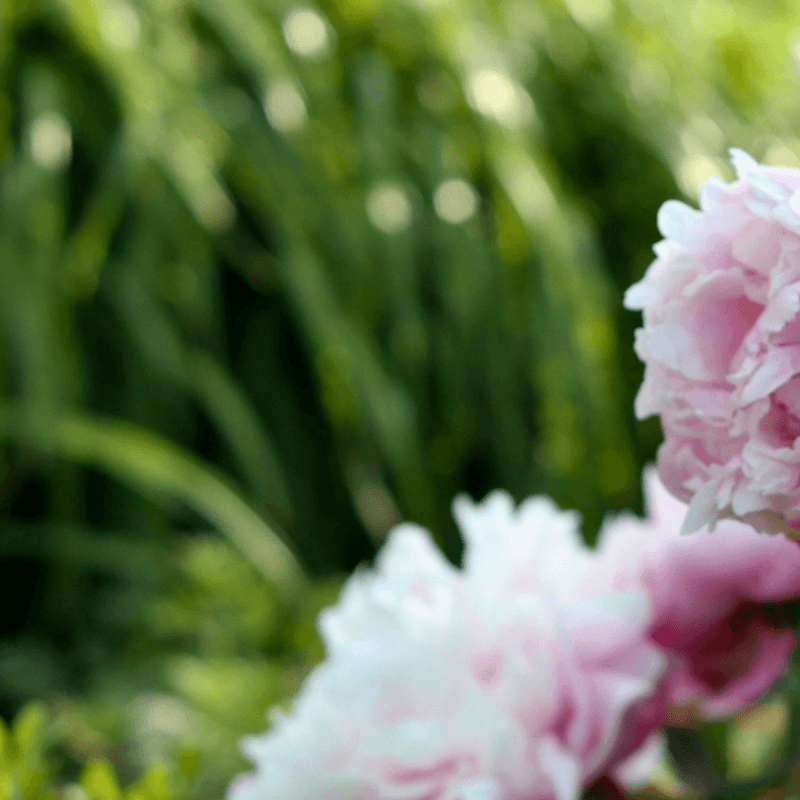 Chelsea Garden Center | Red Hook & Williamsburg