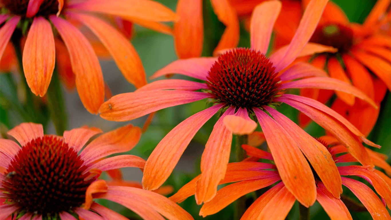Chelsea Garden Center | Red Hook & Williamsburg