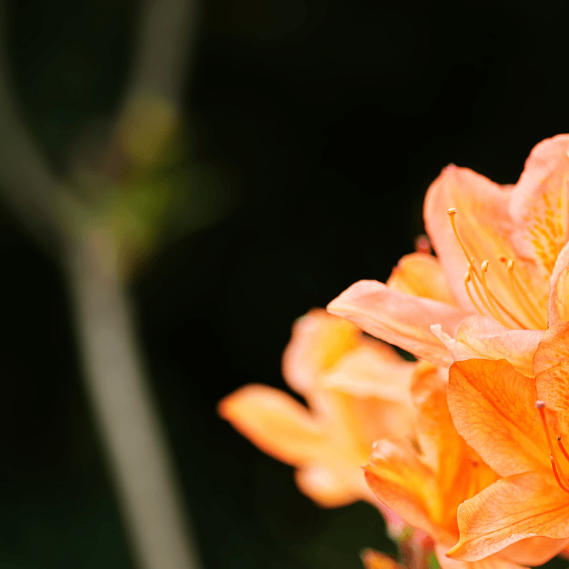 Chelsea Garden Center | Red Hook & Williamsburg