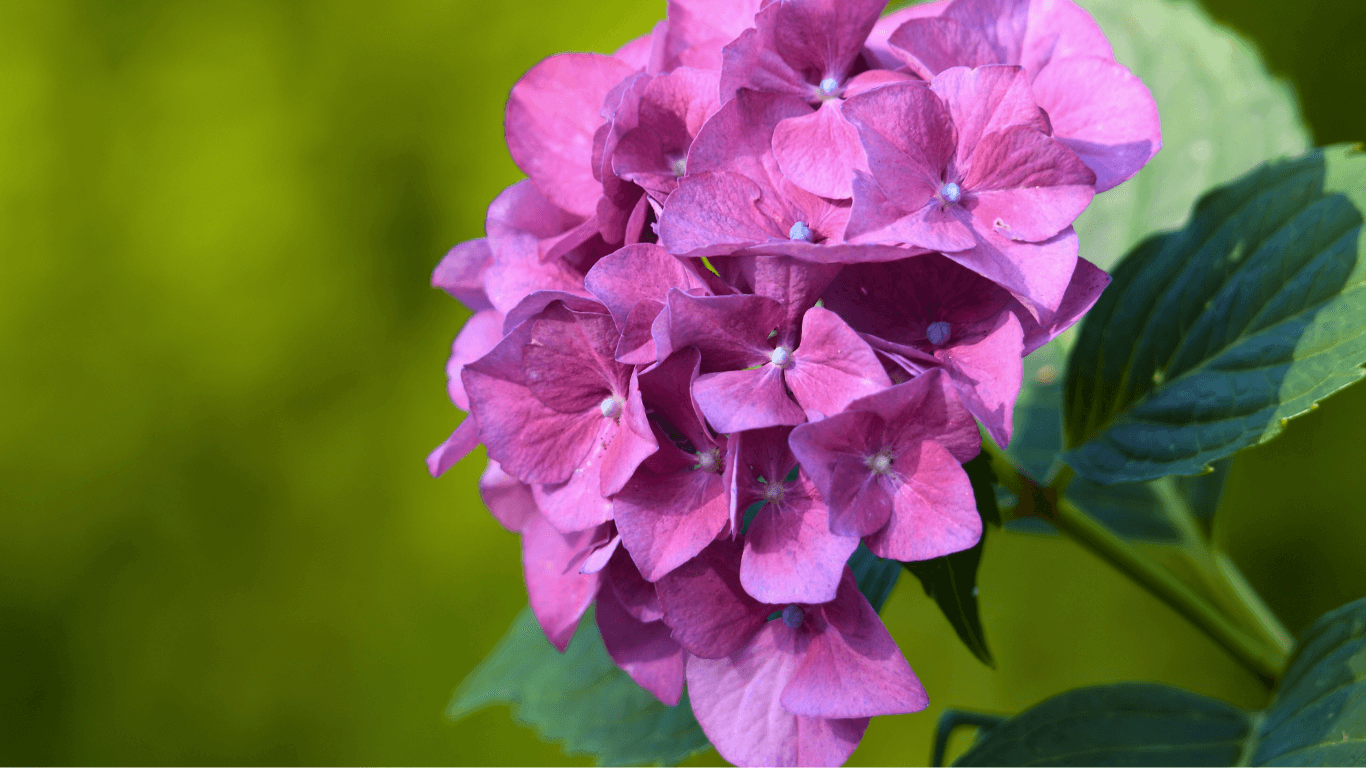 Chelsea Garden Center | Red Hook & Williamsburg