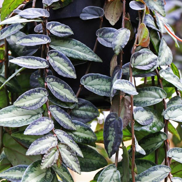 Pellionia repens | Watermelon Begonia – Chelsea Garden Center