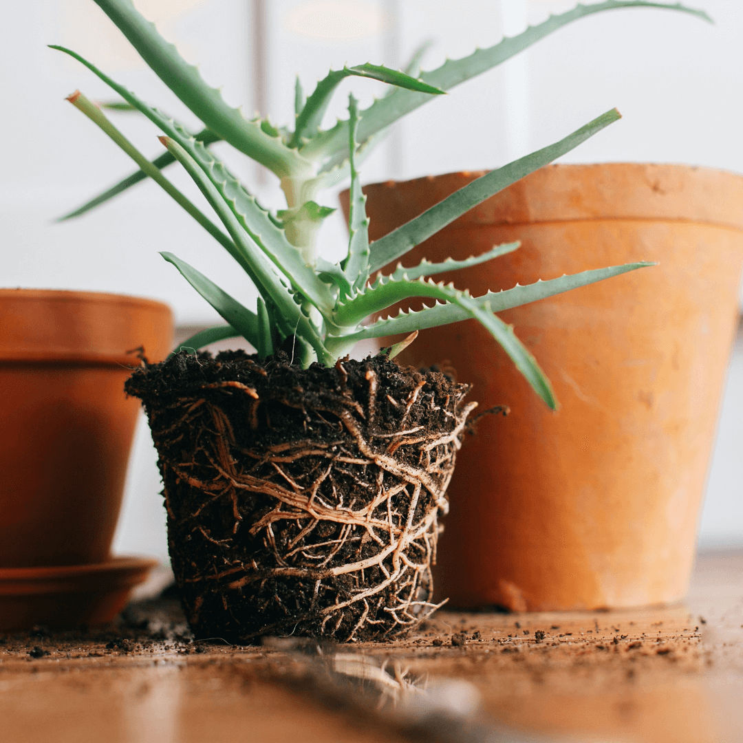 Chelsea Garden Center | Red Hook & Williamsburg