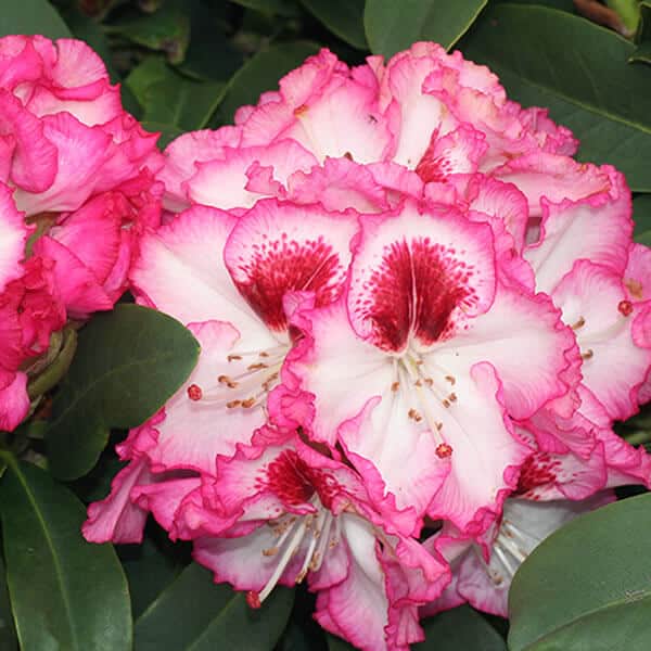 Rhododendron 'Cherry Cheesecake' – Chelsea Garden Center