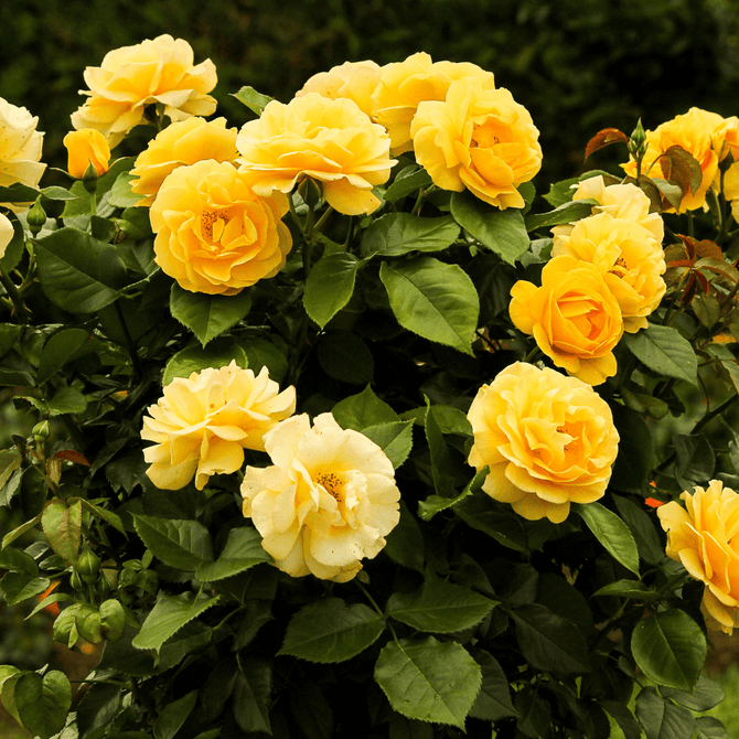 About Chelsea Garden Center
