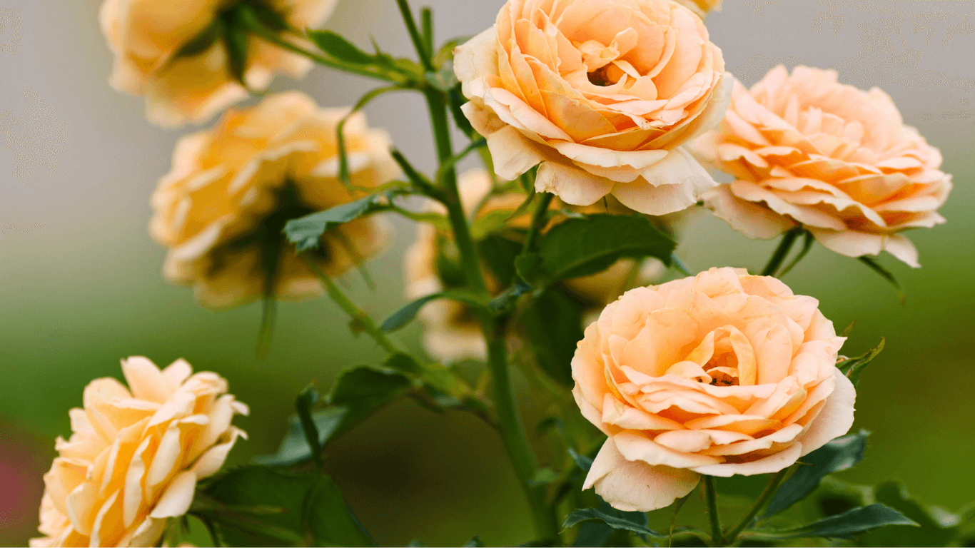Chelsea Garden Center | Red Hook & Williamsburg