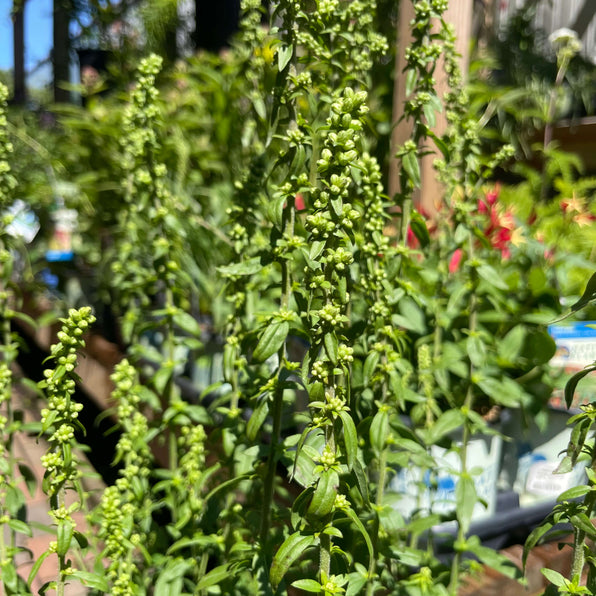 Chelsea Garden Center | Red Hook & Williamsburg