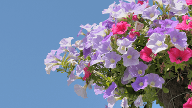 Chelsea Garden Center | Red Hook & Williamsburg