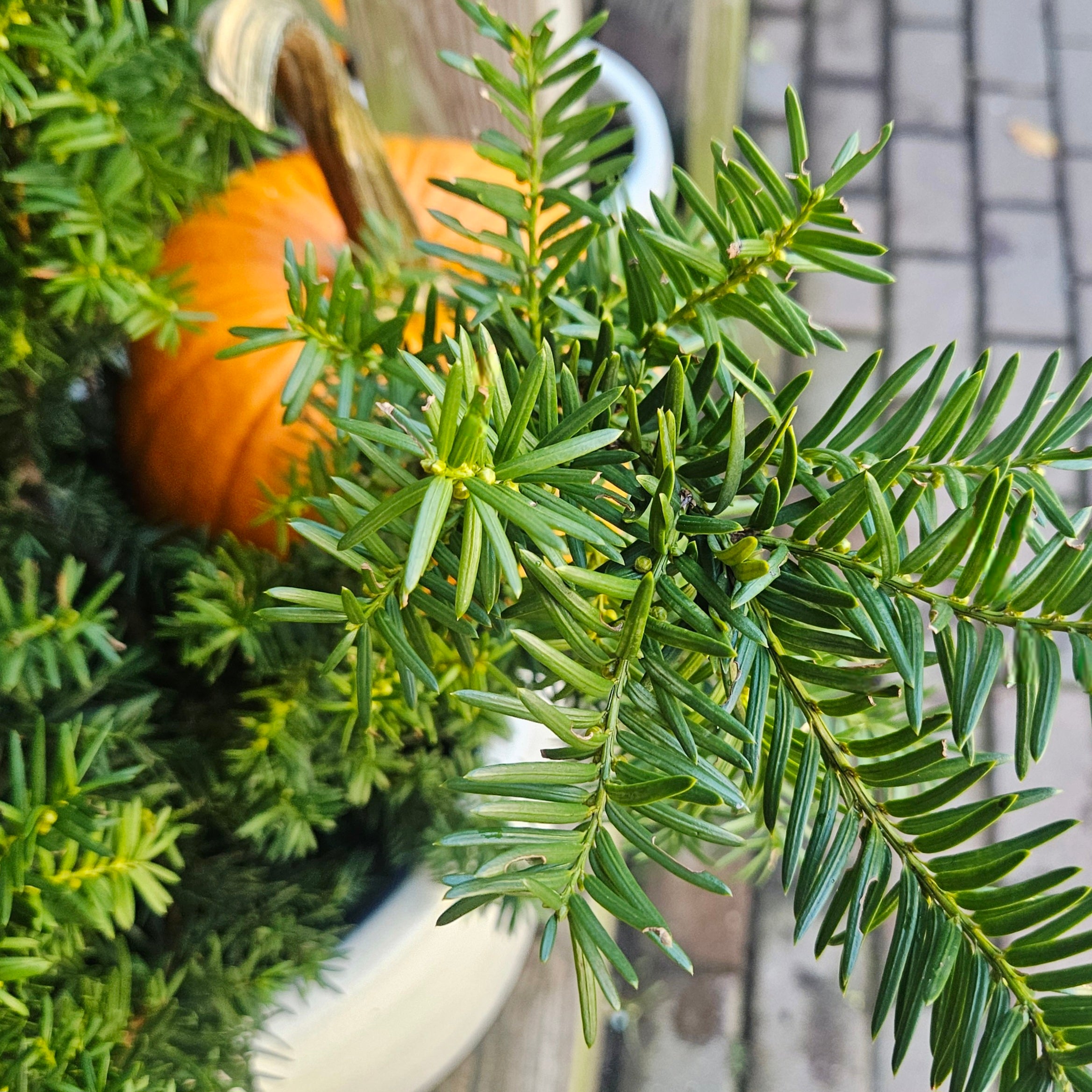 Taxus 'Densiformis' (Yew) – Chelsea Garden Center