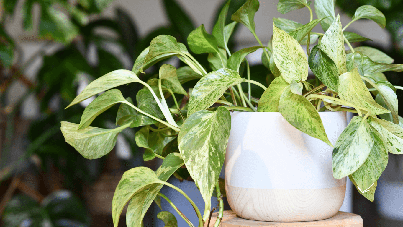 Chelsea Garden Center | Red Hook & Williamsburg