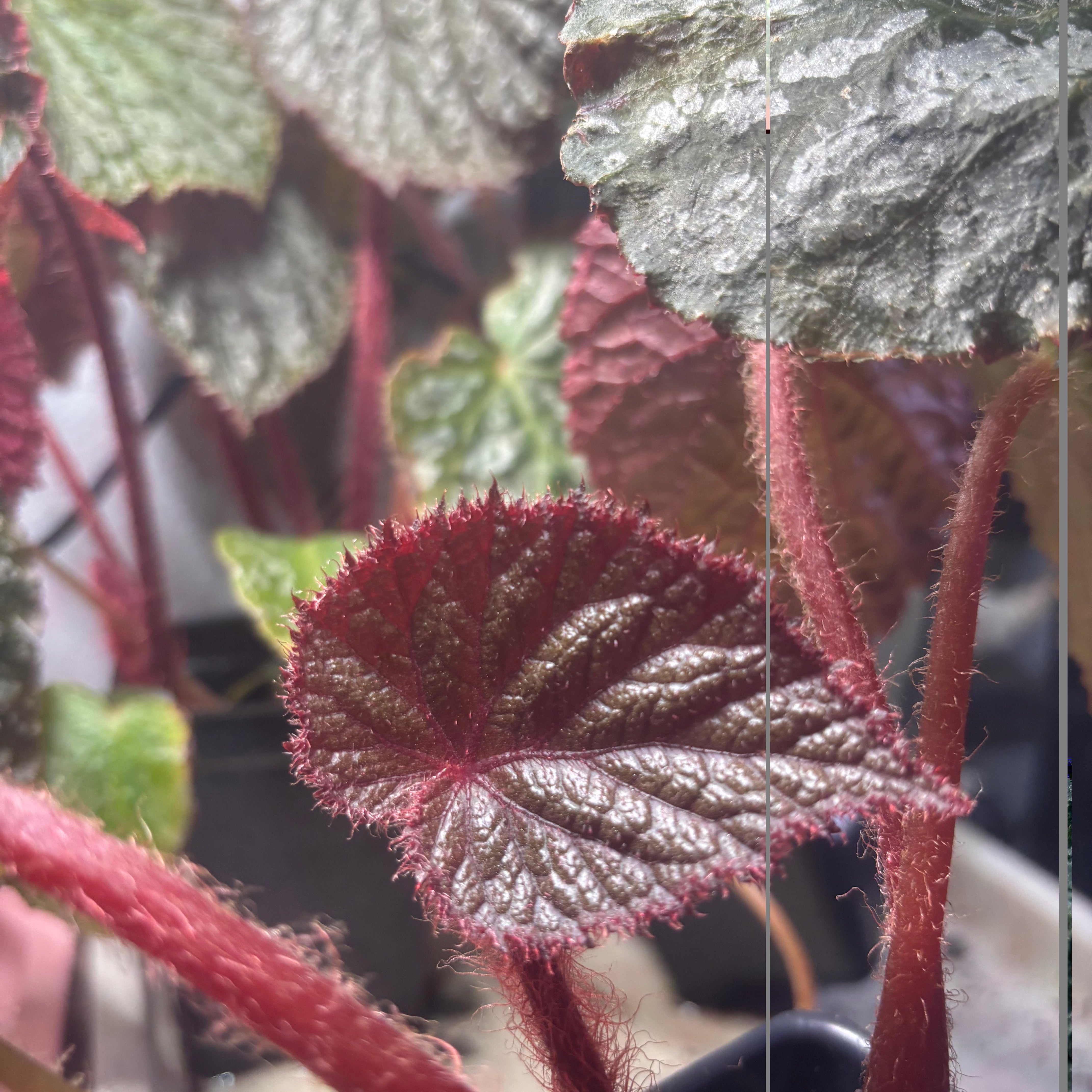 Vampire Slayer Begonia – Chelsea Garden Center