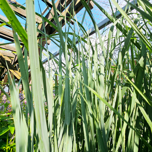 Chelsea Garden Center | Red Hook & Williamsburg
