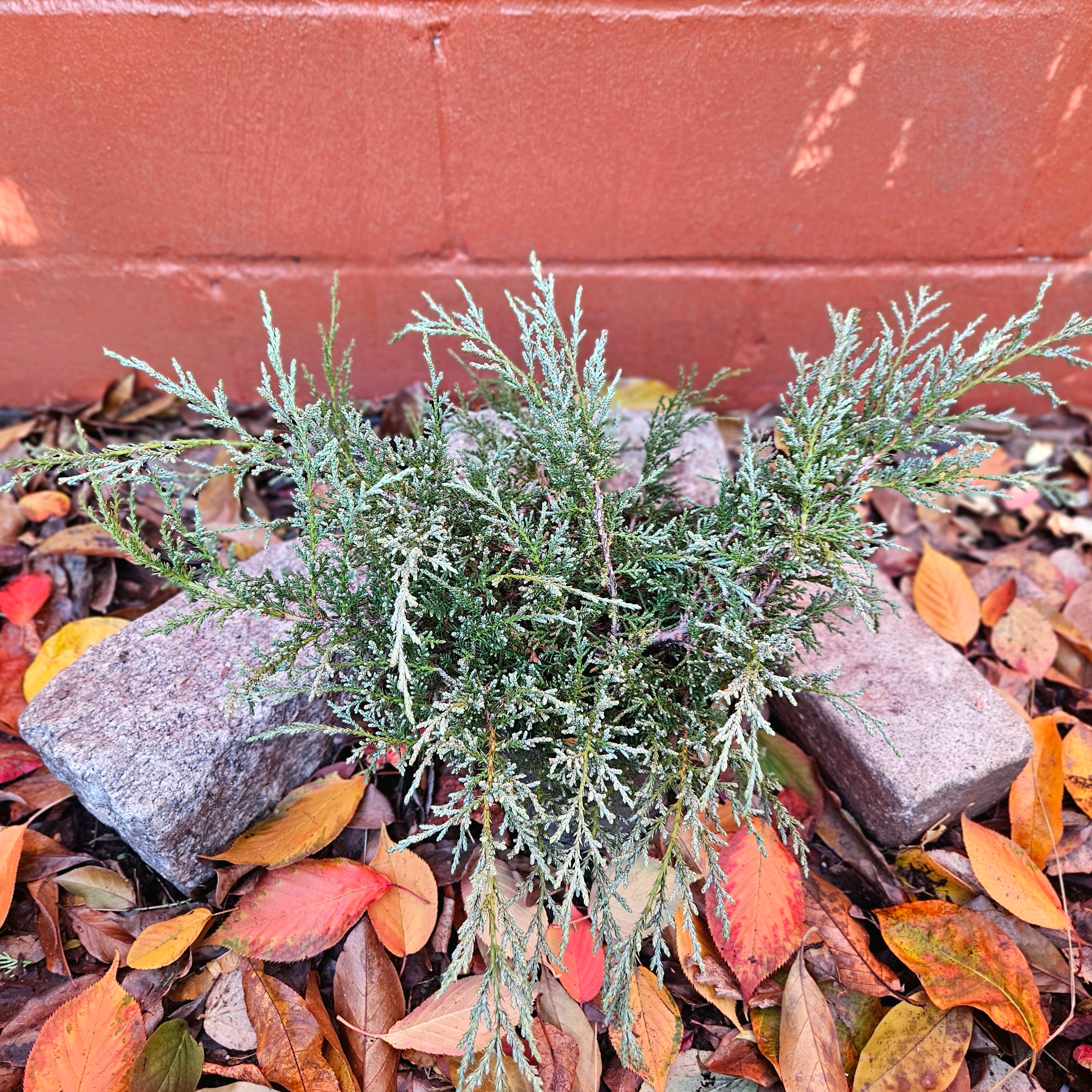 Juniperus chinensis 'Angelica Blue' (Juniper) – Chelsea Garden Center