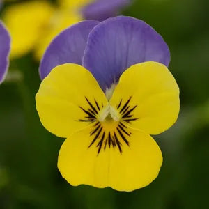 Viola Sorbet® Yellow Blue Jump Up – Chelsea Garden Center