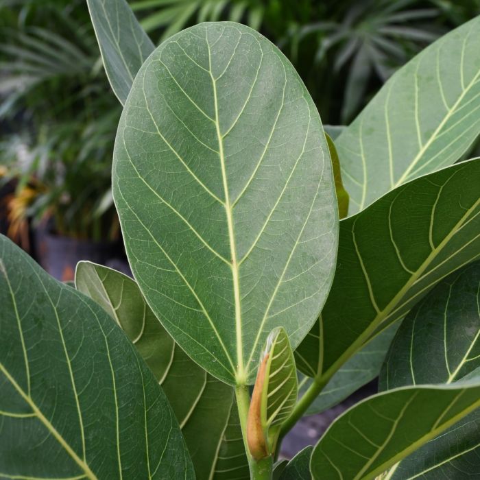 Ficus Audrey Standard – Chelsea Garden Center